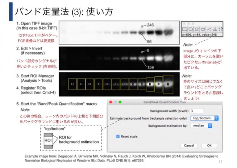 ImageJによるバンドの定量法 (日本語版) | 大金研究室